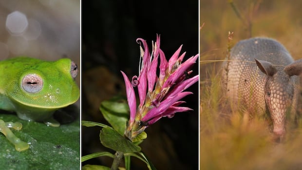 See some amazing new species discovered in 2024 – ERITVNEWS